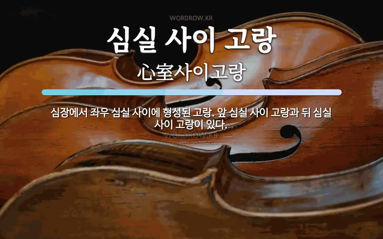 심실 사이 고랑 뜻 심장에서 좌우 심실 사이에 형성된 고랑 앞 심실 사이 고랑과 뒤 심실 사이 고랑이 있다