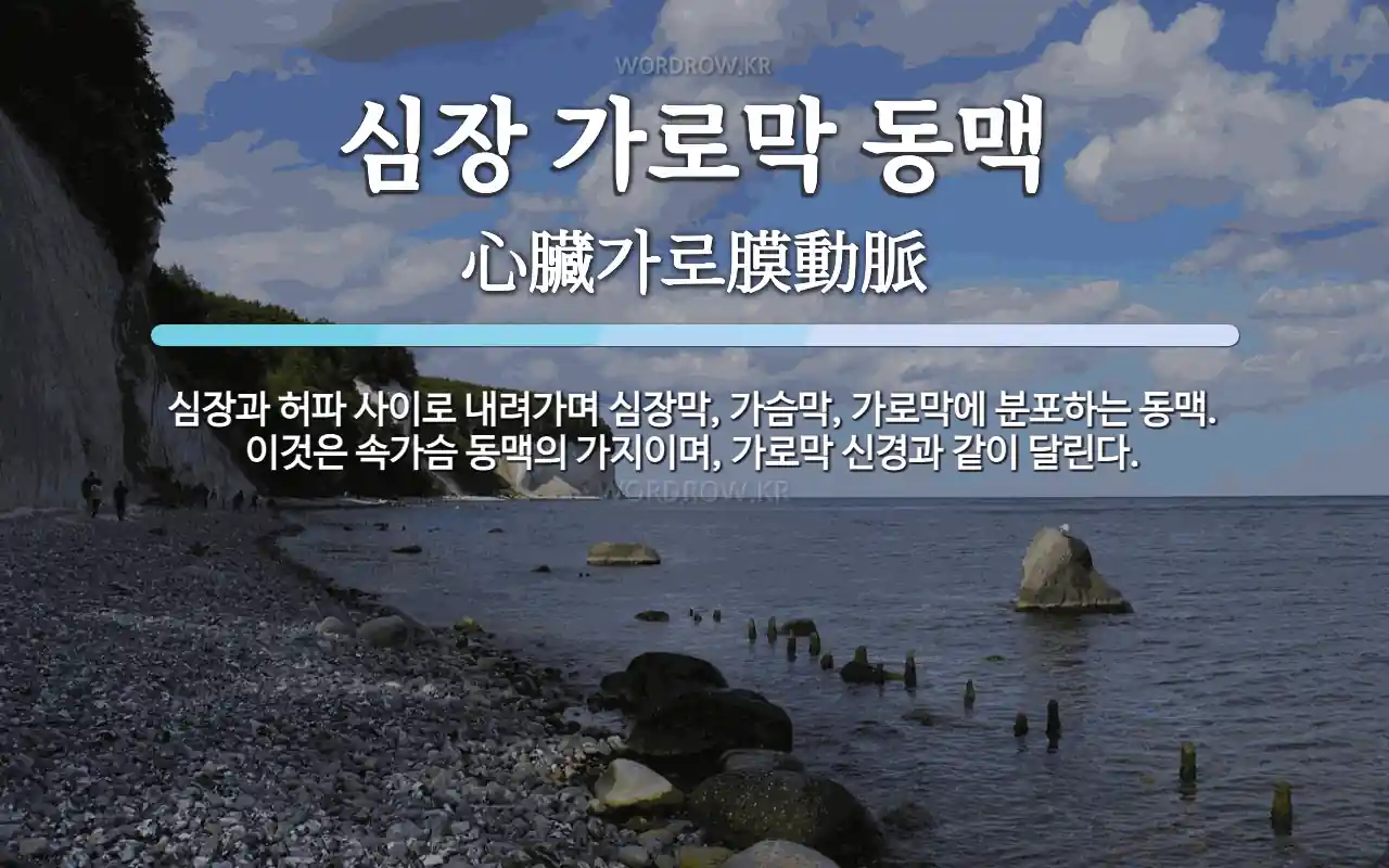 심장 가로막 동맥 뜻 심장과 허파 사이로 내려가며 심장막 가슴막 가로막에 분포하는 동맥 이것은 속가슴 동맥