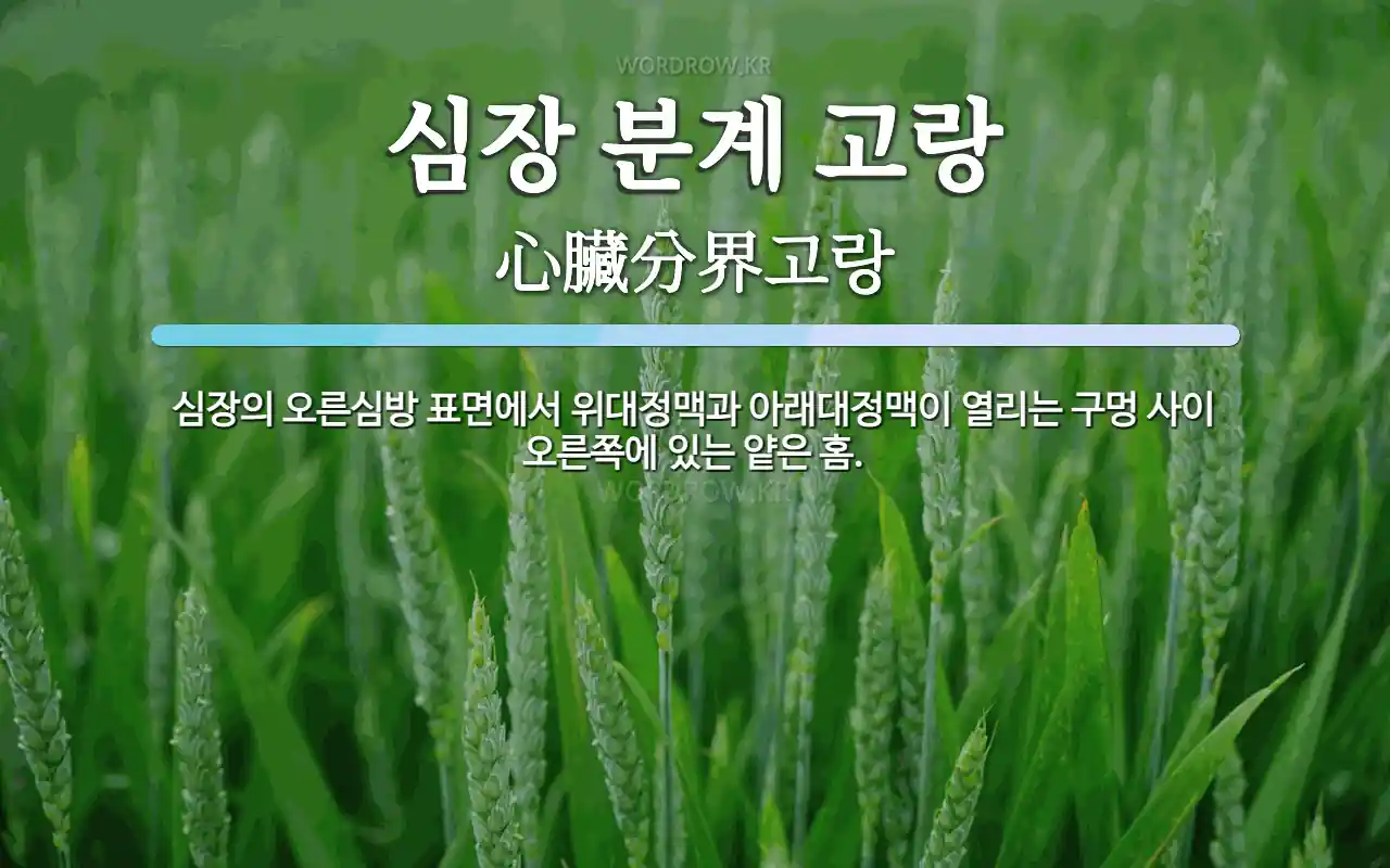 심장 분계 고랑 뜻 심장의 오른심방 표면에서 위대정맥과 아래대정맥이 열리는 구멍 사이 오른쪽에 있는 얕은 홈