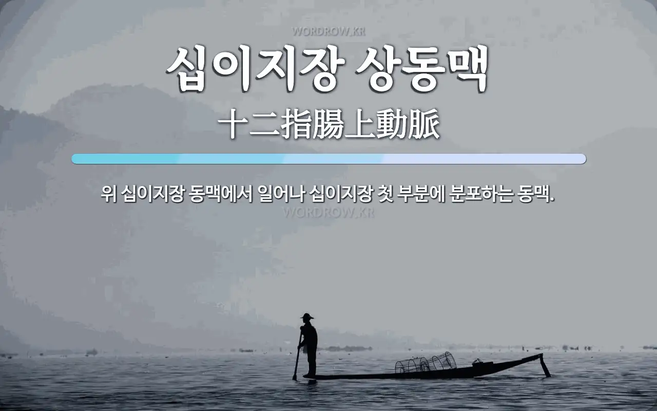 십이지장 상동맥 뜻 위 십이지장 동맥에서 일어나 십이지장 첫 부분에 분포하는 동맥