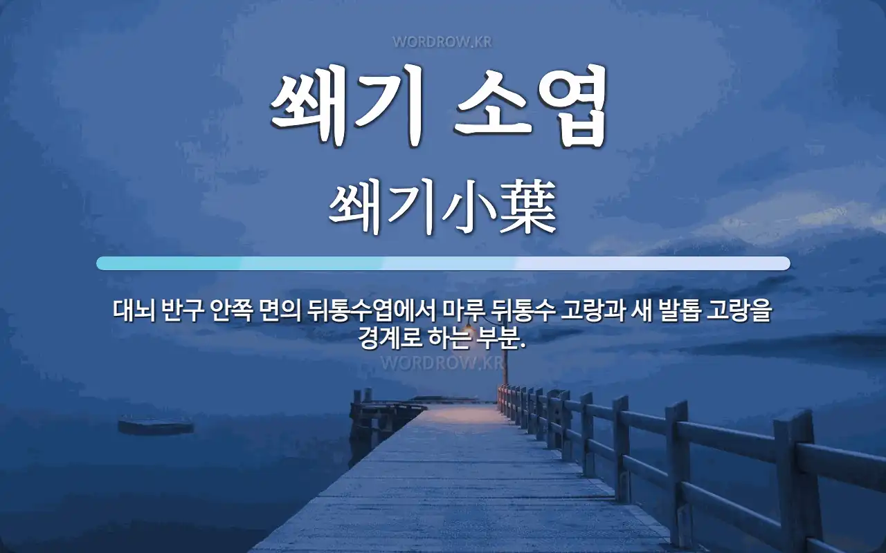 쐐기 소엽 뜻 대뇌 반구 안쪽 면의 뒤통수엽에서 마루 뒤통수 고랑과 새 발톱 고랑을 경계로 하는 부분