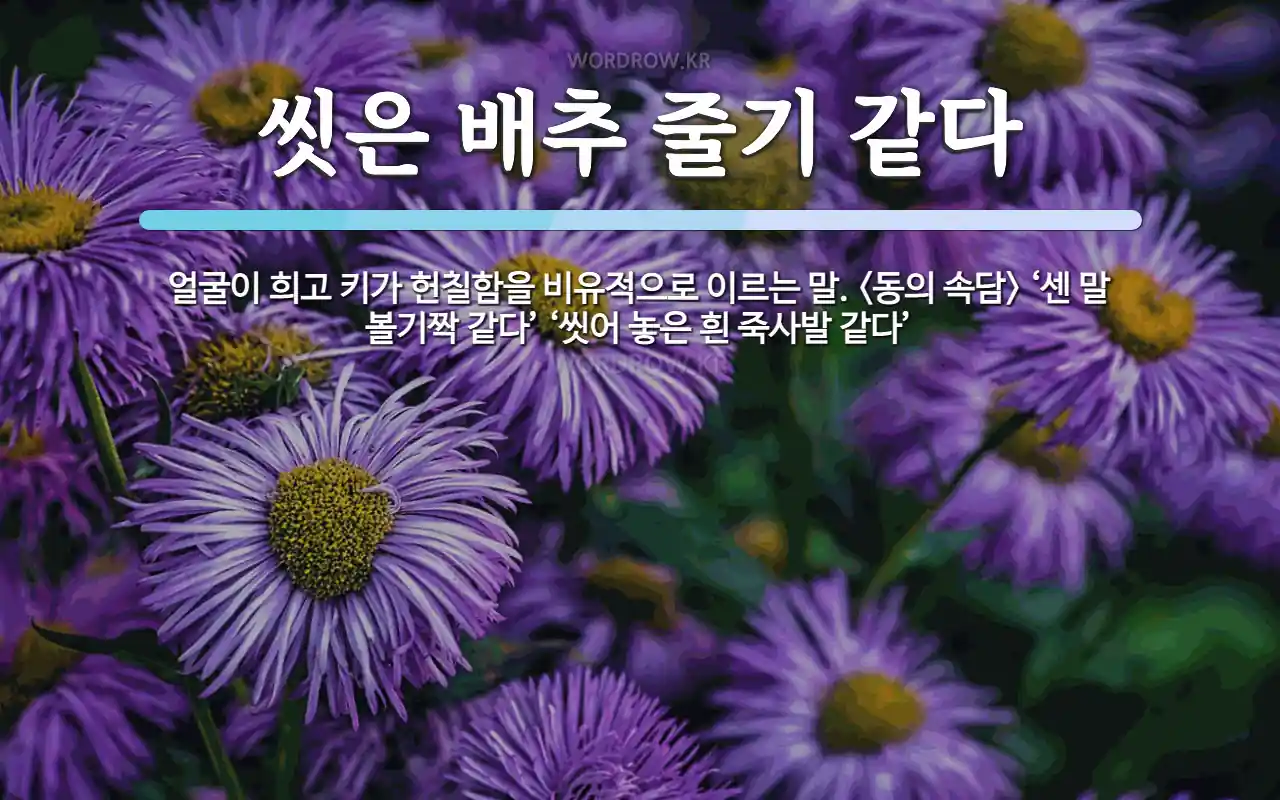 씻은 배추 줄기 같다 뜻 얼굴이 희고 키가 헌칠함을 비유적으로 이르는 말 ‘센 말 볼기짝 같다