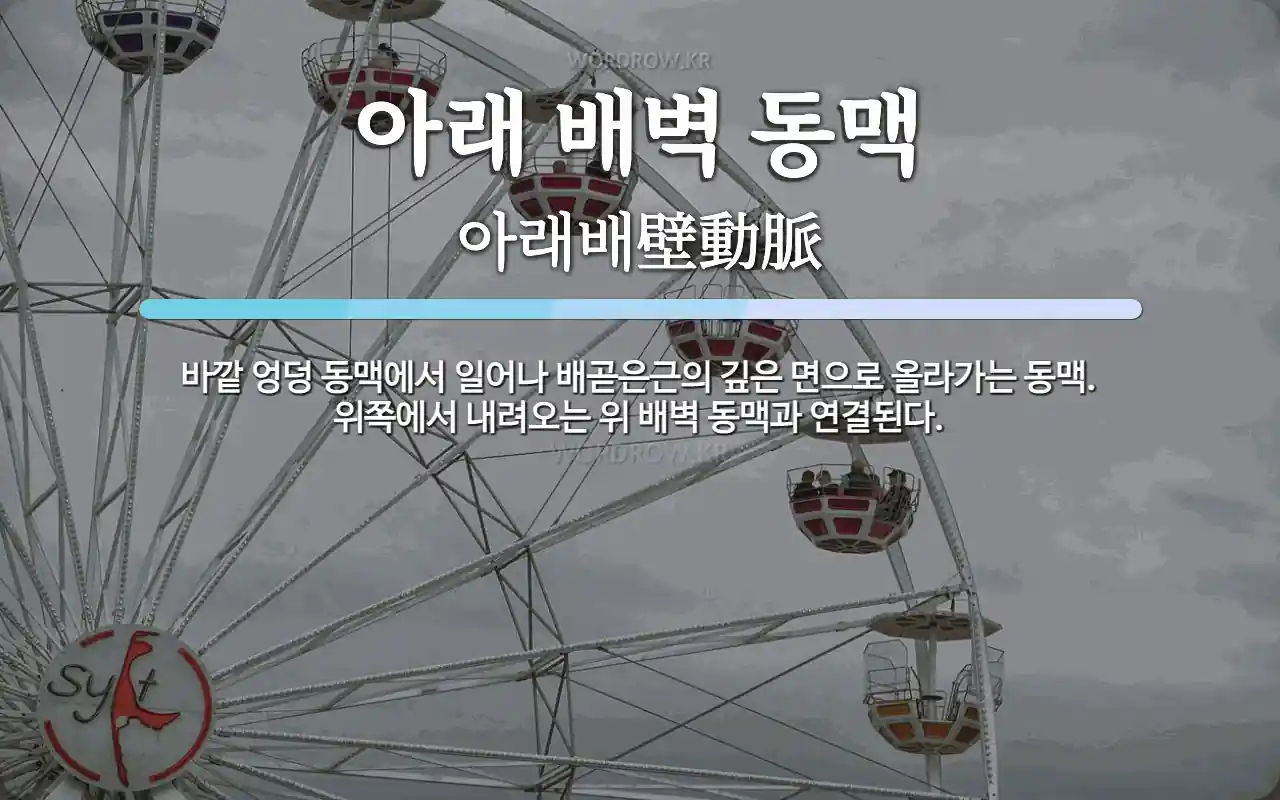 아래 배벽 동맥 뜻 바깥 엉덩 동맥에서 일어나 배곧은근의 깊은 면으로 올라가는 동맥 위쪽에서 내려오는 위 배