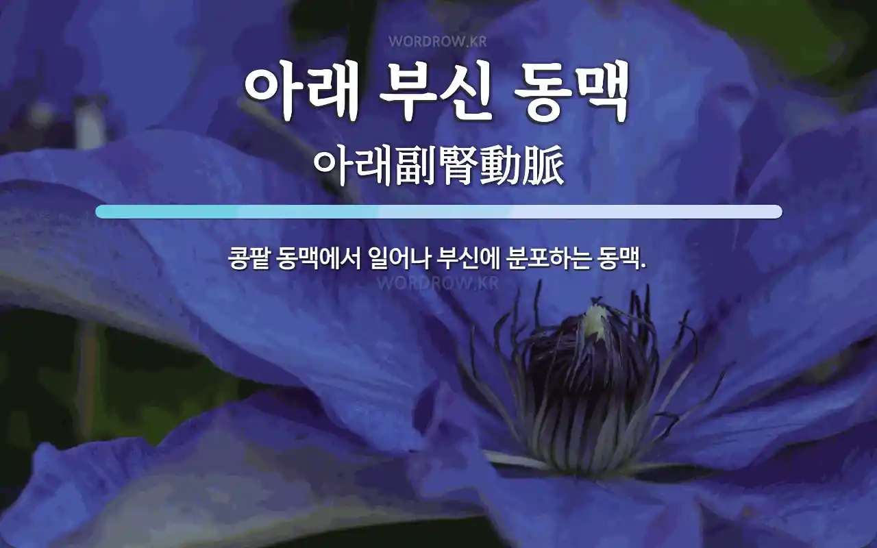 아래 부신 동맥 뜻 콩팥 동맥에서 일어나 부신에 분포하는 동맥