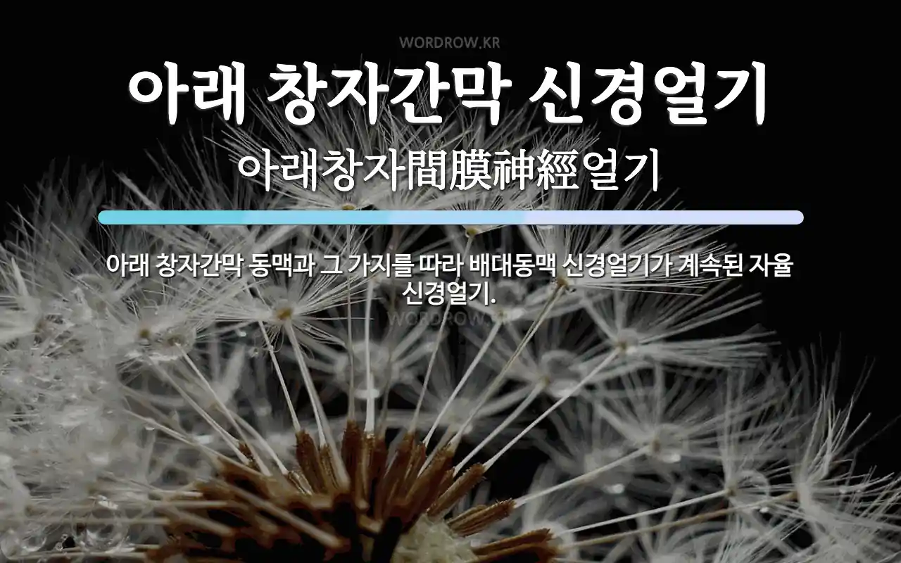 아래 창자간막 신경얼기 뜻 아래 창자간막 동맥과 그 가지를 따라 배대동맥 신경얼기가 계속된 자율 신경얼기