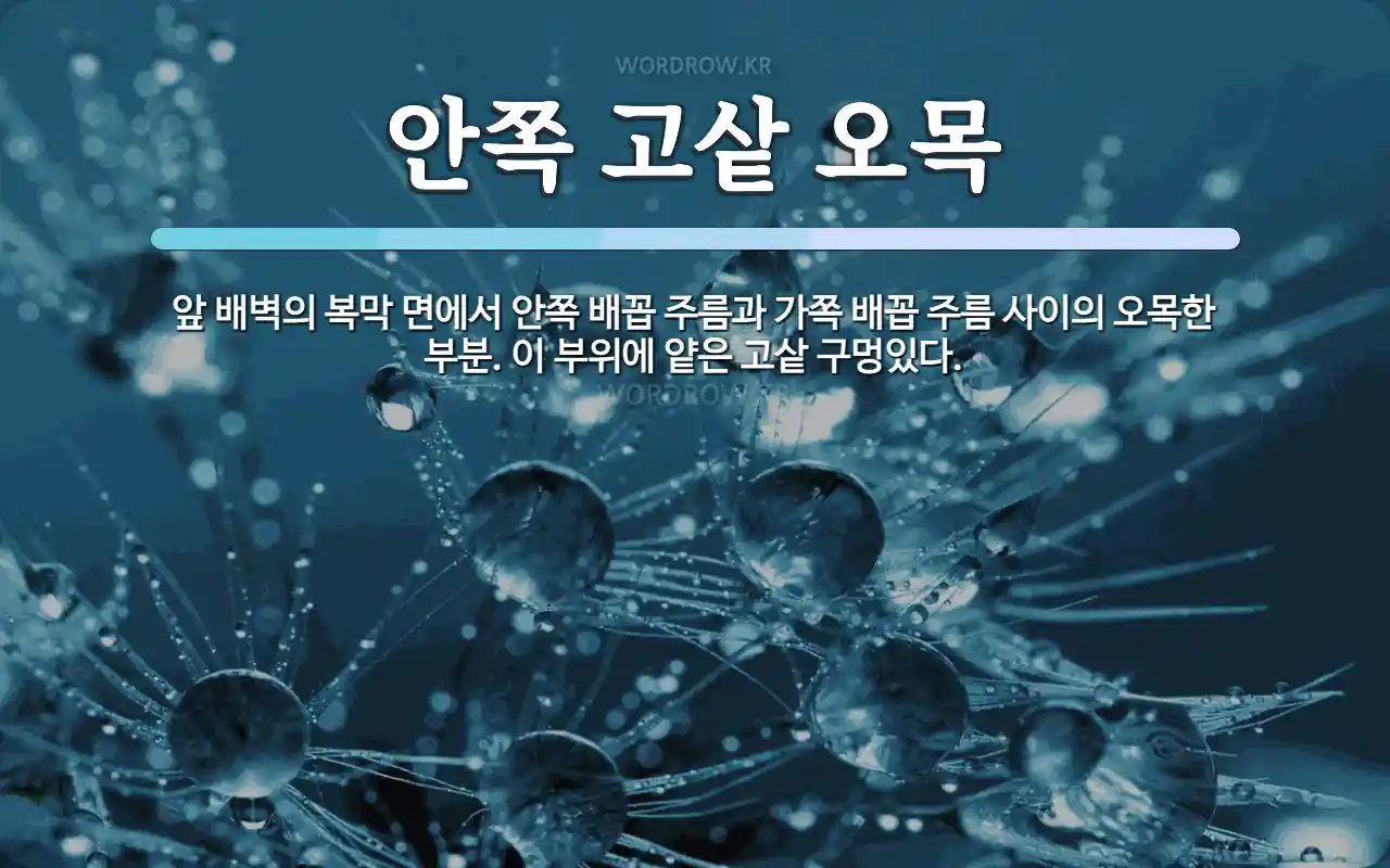 안쪽 고샅 오목 뜻 앞 배벽의 복막 면에서 안쪽 배꼽 주름과 가쪽 배꼽 주름 사이의 오목한 부분 이 부위에