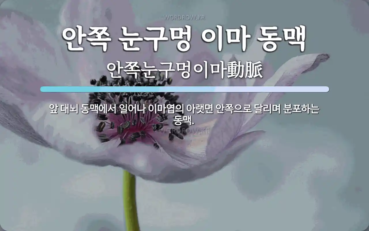 안쪽 눈구멍 이마 동맥 뜻 앞 대뇌 동맥에서 일어나 이마엽의 아랫면 안쪽으로 달리며 분포하는 동맥