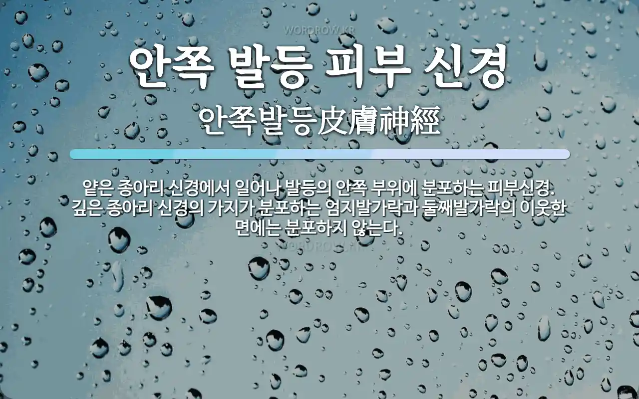 안쪽 발등 피부 신경 뜻 얕은 종아리 신경에서 일어나 발등의 안쪽 부위에 분포하는 피부신경 깊은 종아리 신경의 가