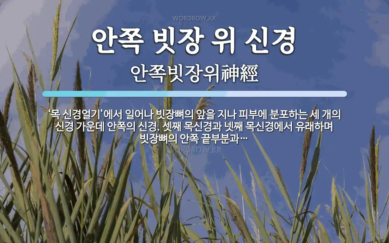 안쪽 빗장 위 신경 뜻 ‘목 신경얼기에서 일어나 빗장뼈의 앞을 지나 피부에 분포하는 세 개의 신경 가운데 안쪽의