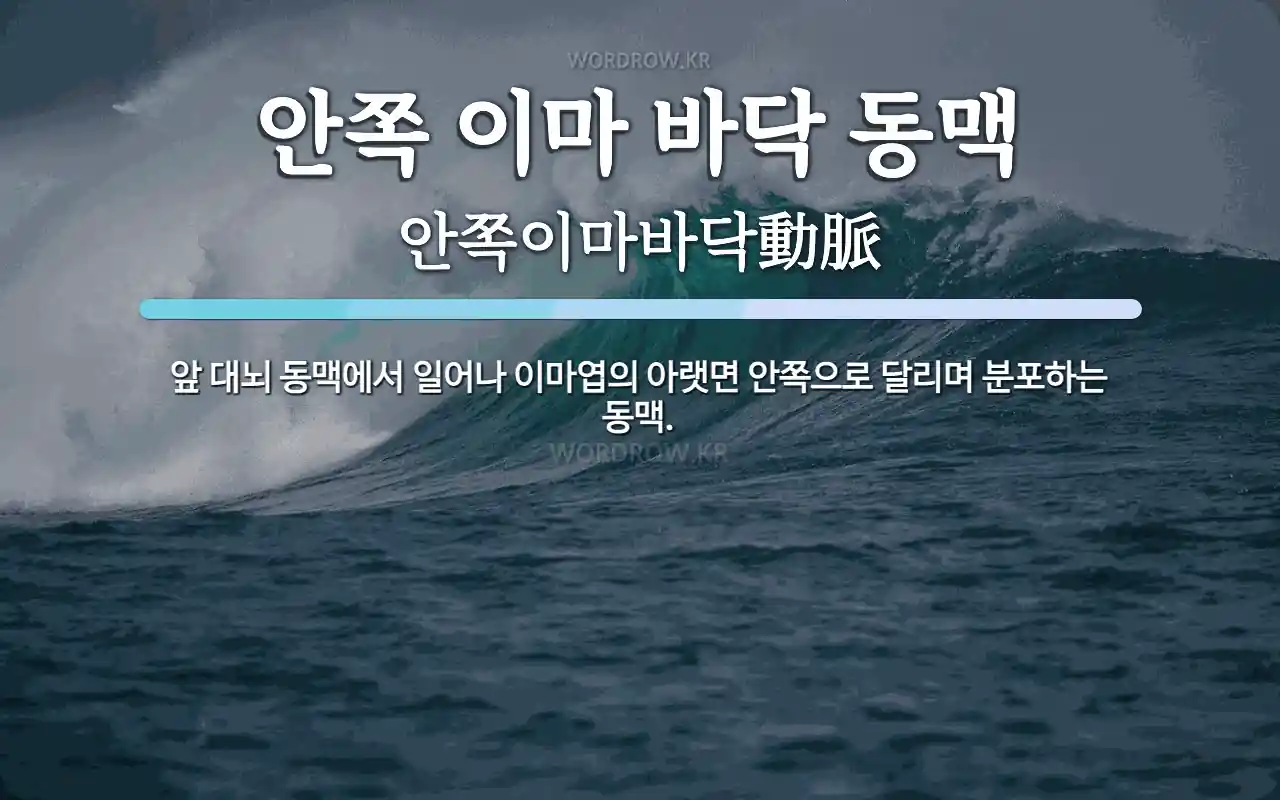 안쪽 이마 바닥 동맥 뜻 앞 대뇌 동맥에서 일어나 이마엽의 아랫면 안쪽으로 달리며 분포하는 동맥