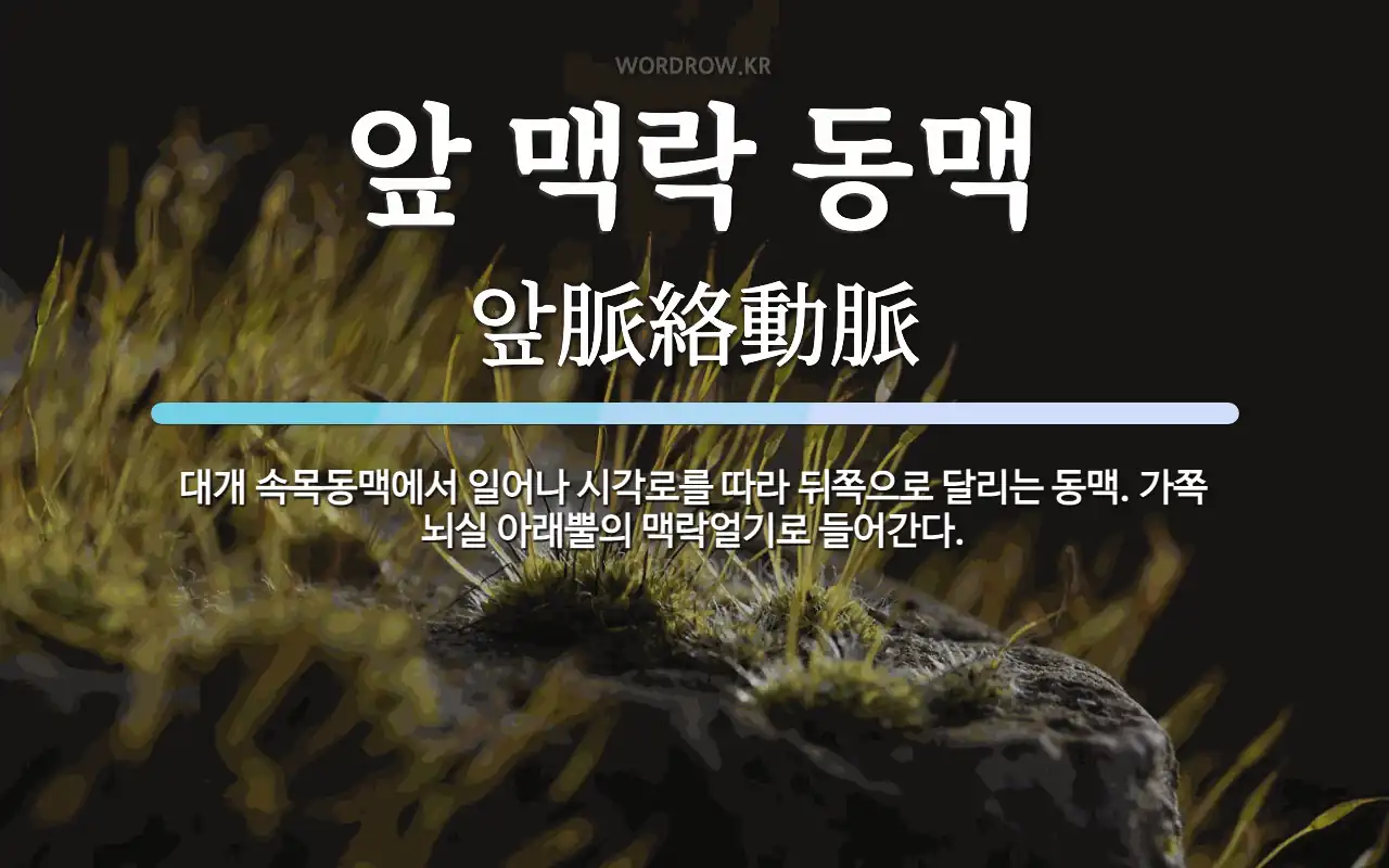 앞 맥락 동맥 뜻 대개 속목동맥에서 일어나 시각로를 따라 뒤쪽으로 달리는 동맥 가쪽 뇌실 아래뿔의 맥락얼기