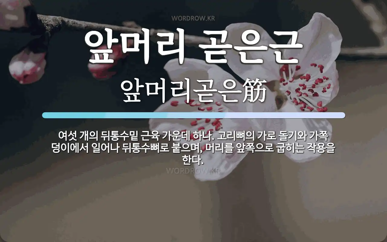 앞머리 곧은근 뜻 여섯 개의 뒤통수밑 근육 가운데 하나 고리뼈의 가로 돌기와 가쪽 덩이에서 일어나 뒤통수뼈