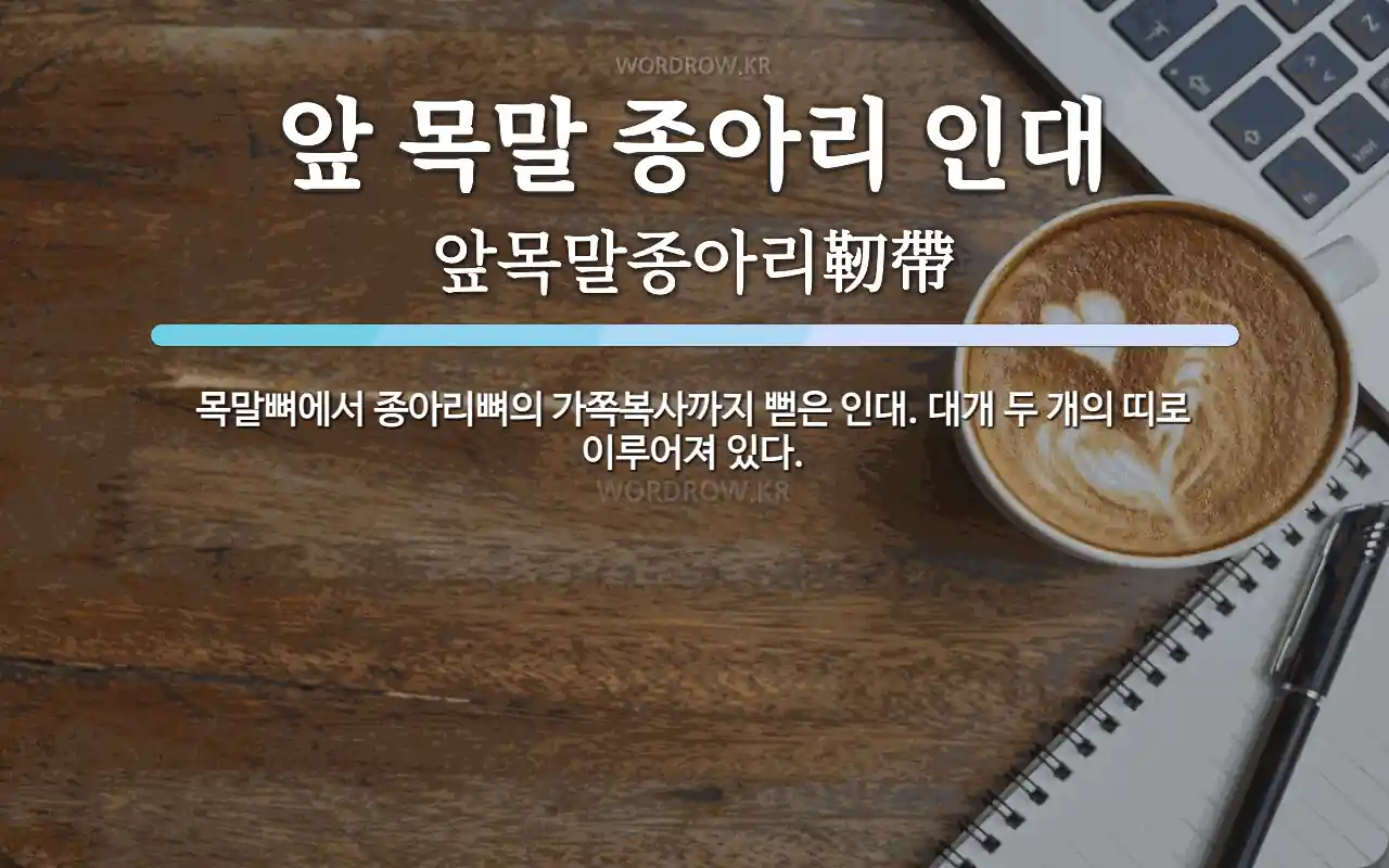 앞 목말 종아리 인대 뜻 목말뼈에서 종아리뼈의 가쪽복사까지 뻗은 인대 대개 두 개의 띠로 이루어져 있다