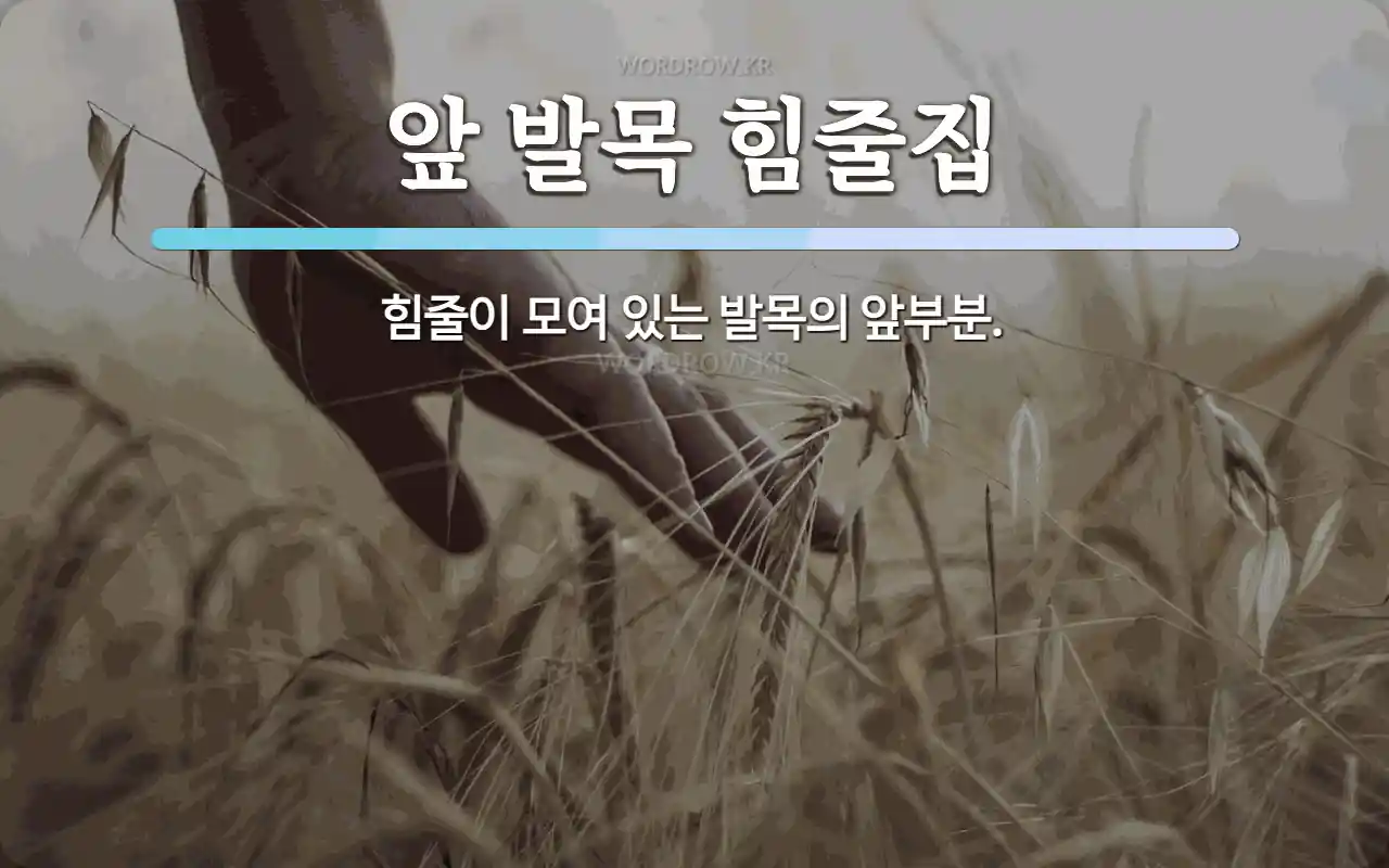 앞 발목 힘줄집 뜻 힘줄이 모여 있는 발목의 앞부분