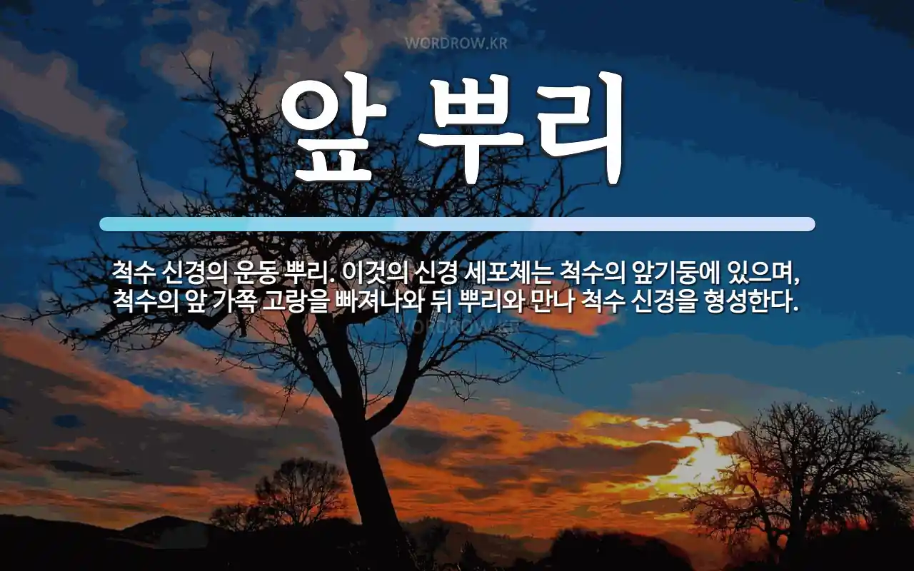앞 뿌리 뜻 척수 신경의 운동 뿌리 이것의 신경 세포체는 척수의 앞기둥에 있으며 척수의 앞 가쪽 고