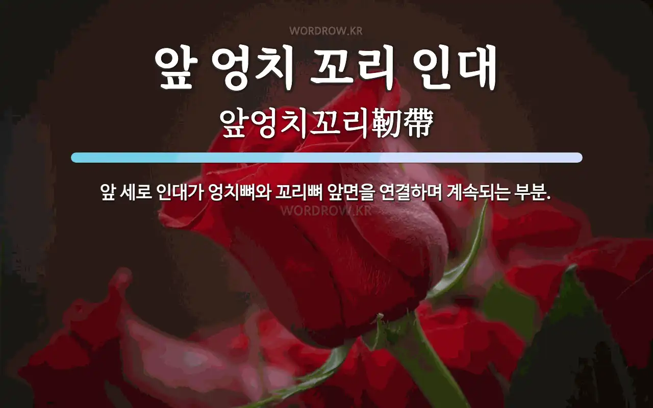 앞 엉치 꼬리 인대 뜻 앞 세로 인대가 엉치뼈와 꼬리뼈 앞면을 연결하며 계속되는 부분