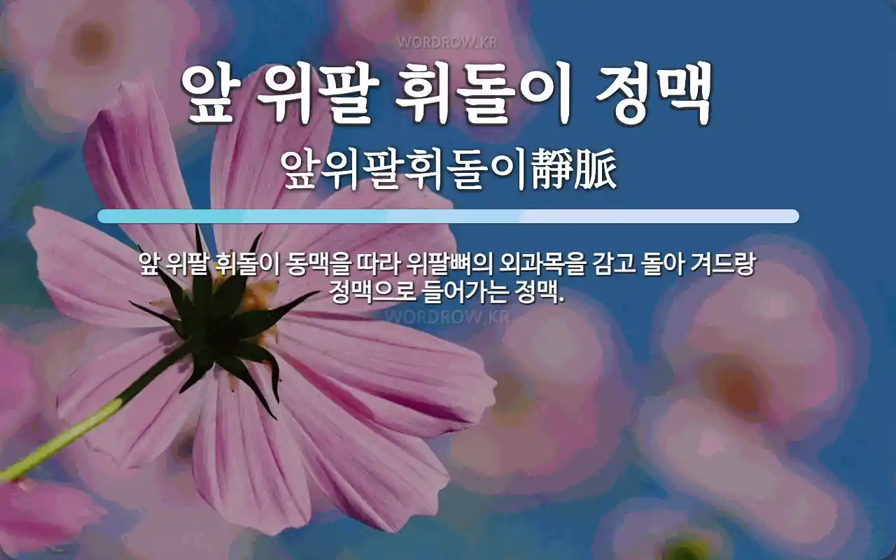 앞 위팔 휘돌이 정맥 뜻 앞 위팔 휘돌이 동맥을 따라 위팔뼈의 외과목을 감고 돌아 겨드랑 정맥으로 들어가는 정맥