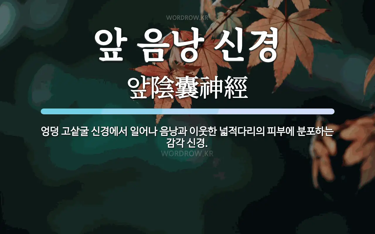 앞 음낭 신경 뜻 엉덩 고샅굴 신경에서 일어나 음낭과 이웃한 넓적다리의 피부에 분포하는 감각 신경