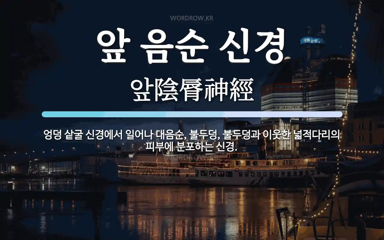 앞 음순 신경 뜻 엉덩 샅굴 신경에서 일어나 대음순 불두덩 불두덩과 이웃한 넓적다리의 피부에 분포하는 신