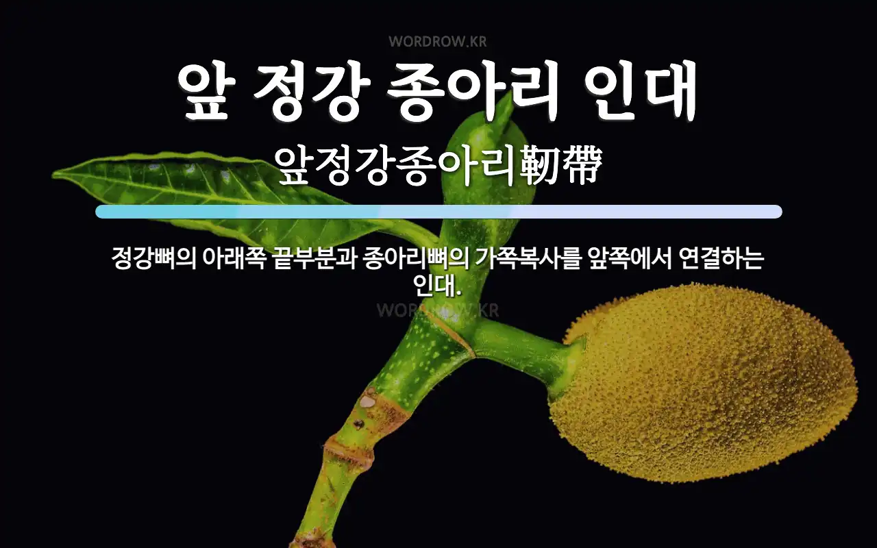 앞 정강 종아리 인대 뜻 정강뼈의 아래쪽 끝부분과 종아리뼈의 가쪽복사를 앞쪽에서 연결하는 인대
