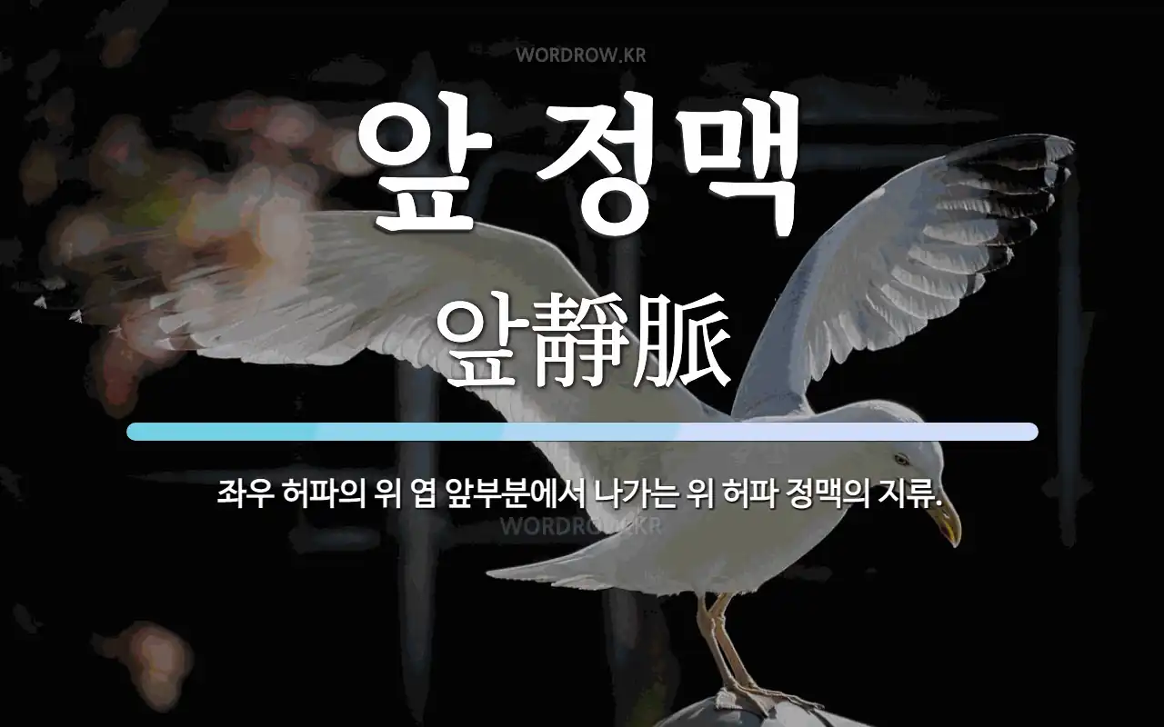 앞 정맥 뜻 좌우 허파의 위 엽 앞부분에서 나가는 위 허파 정맥의 지류