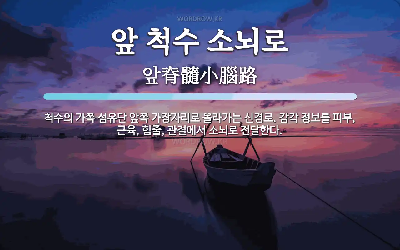 앞 척수 소뇌로 뜻 척수의 가쪽 섬유단 앞쪽 가장자리로 올라가는 신경로 감각 정보를 피부 근육 힘줄 관