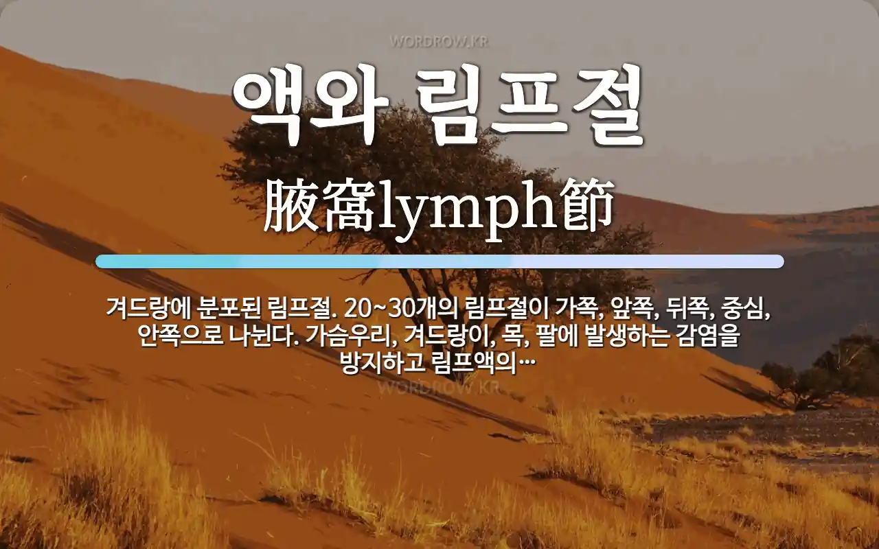액와 림프절 뜻 겨드랑에 분포된 림프절 20~30개의 림프절이 가쪽 앞쪽 뒤쪽 중심 안쪽으로 나뉜