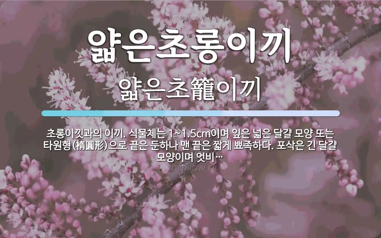얇은초롱이끼 뜻 초롱이낏과의 이끼 식물체는 1~15cm이며 잎은 넓은 달걀 모양 또는 타원형楕圓形으