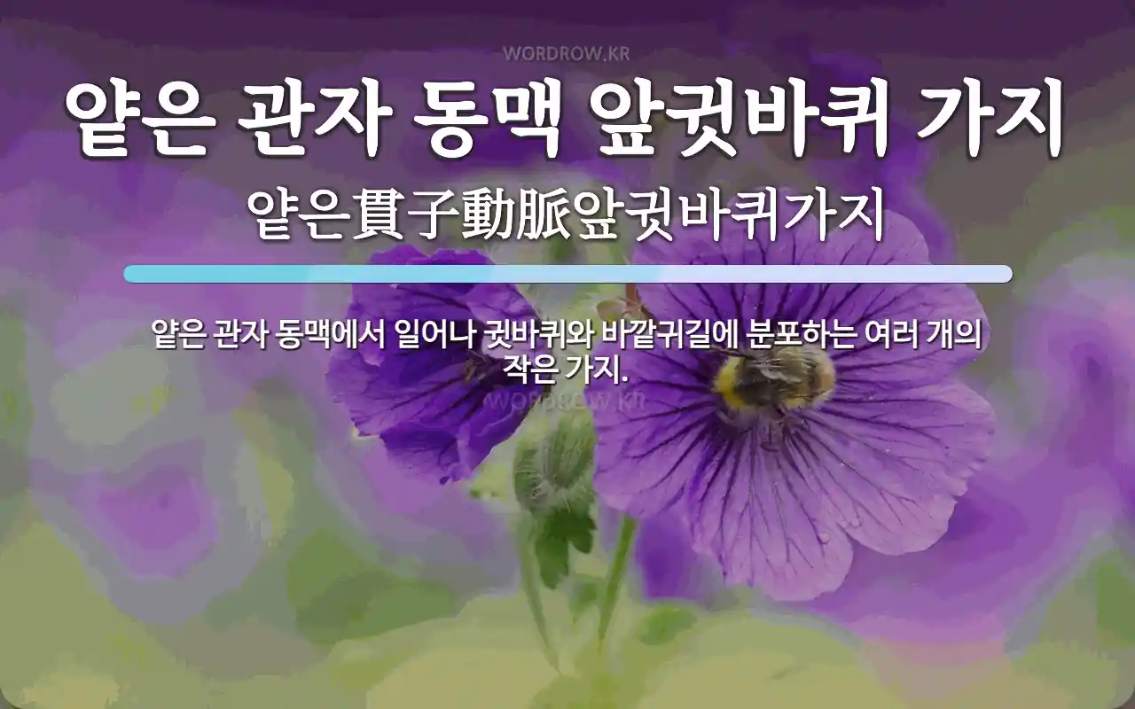 얕은 관자 동맥 앞귓바퀴 가지 뜻 얕은 관자 동맥에서 일어나 귓바퀴와 바깥귀길에 분포하는 여러 개의 작은 가지