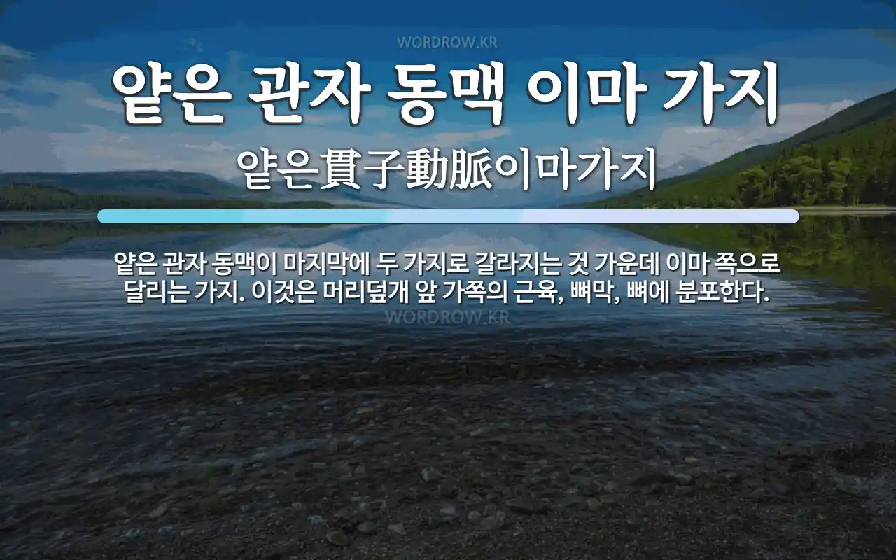 얕은 관자 동맥 이마 가지 뜻 얕은 관자 동맥이 마지막에 두 가지로 갈라지는 것 가운데 이마 쪽으로 달리는 가지 이것은