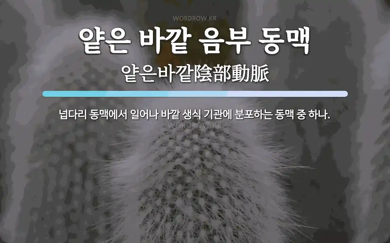 얕은 바깥 음부 동맥 뜻 넙다리 동맥에서 일어나 바깥 생식 기관에 분포하는 동맥 중 하나