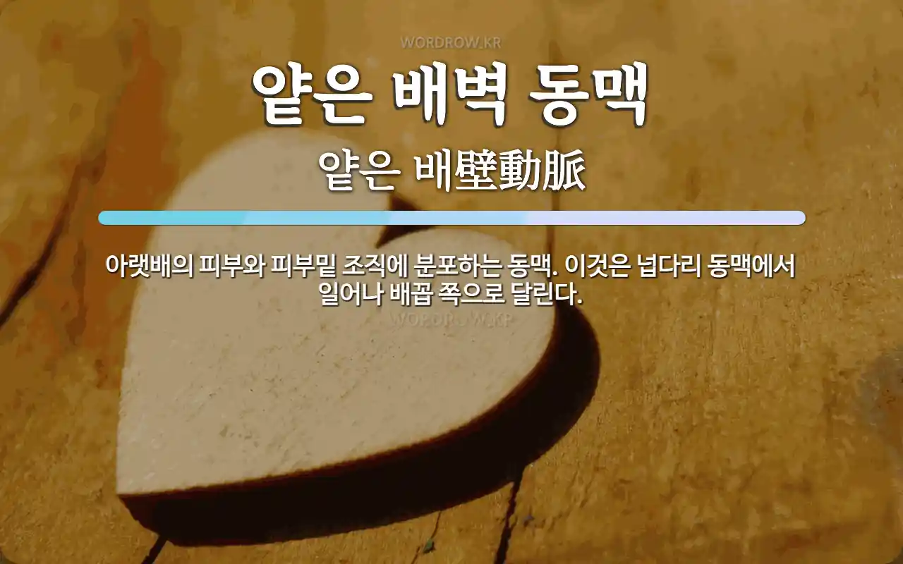 얕은 배벽 동맥 뜻 아랫배의 피부와 피부밑 조직에 분포하는 동맥 이것은 넙다리 동맥에서 일어나 배꼽 쪽으로