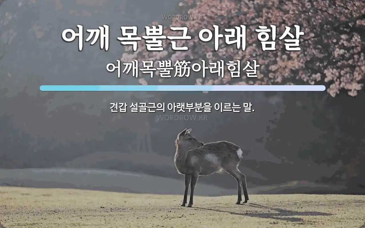 어깨 목뿔근 아래 힘살 뜻 견갑 설골근의 아랫부분을 이르는 말