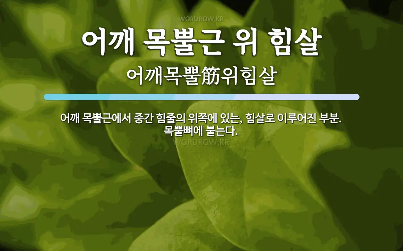 어깨 목뿔근 위 힘살 뜻 어깨 목뿔근에서 중간 힘줄의 위쪽에 있는 힘살로 이루어진 부분 목뿔뼈에 붙는다
