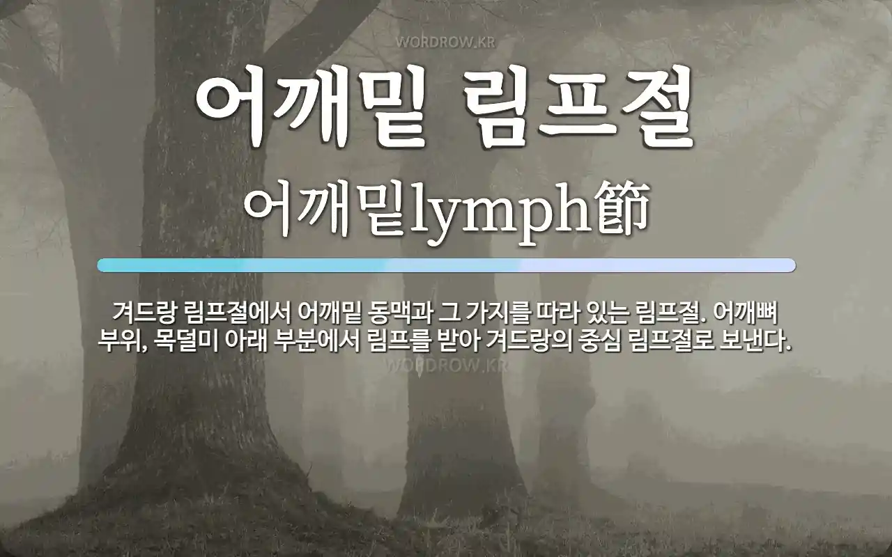 어깨밑 림프절 뜻 겨드랑 림프절에서 어깨밑 동맥과 그 가지를 따라 있는 림프절 어깨뼈 부위 목덜미 아래