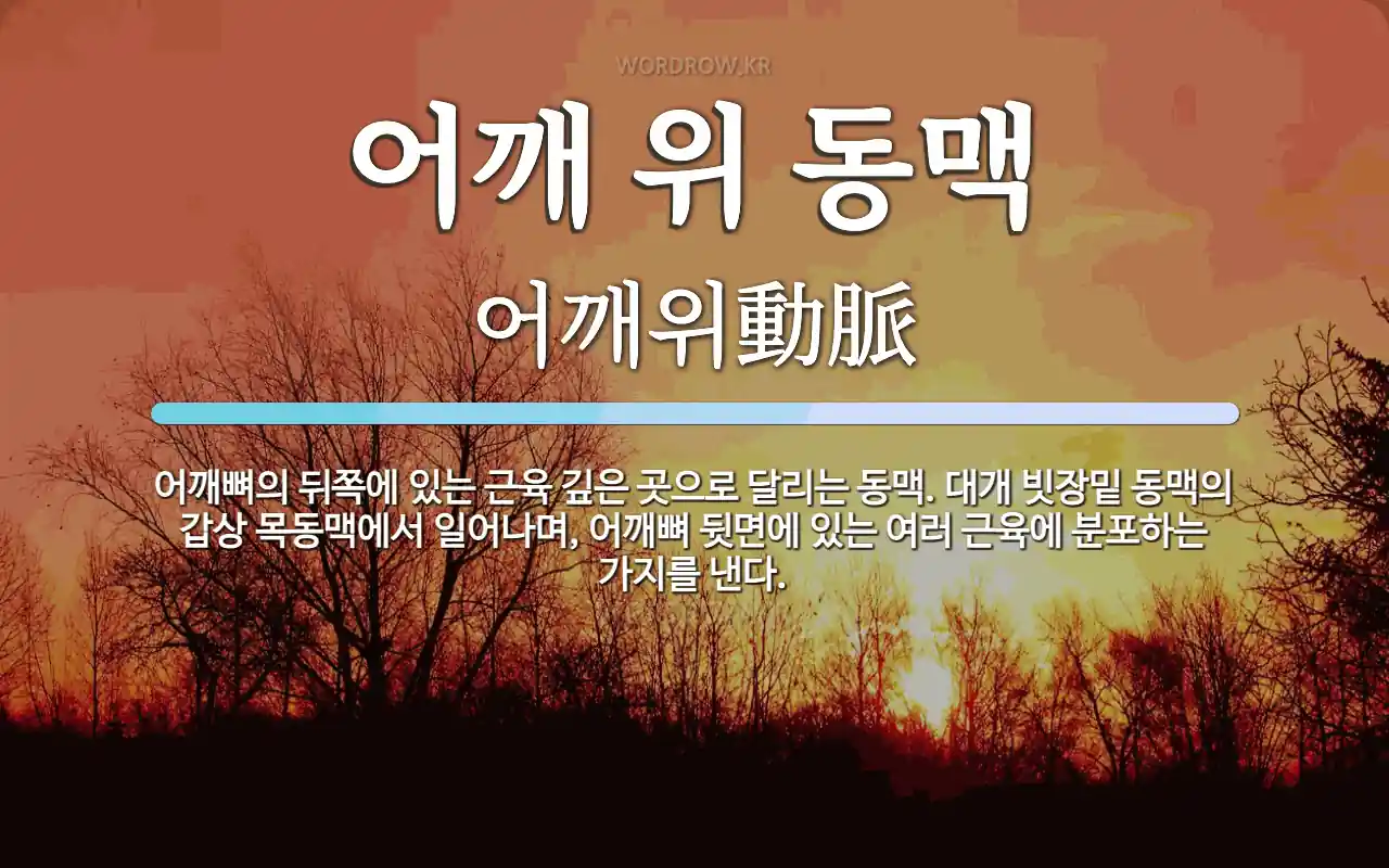 어깨 위 동맥 뜻 어깨뼈의 뒤쪽에 있는 근육 깊은 곳으로 달리는 동맥 대개 빗장밑 동맥의 갑상 목동맥에서