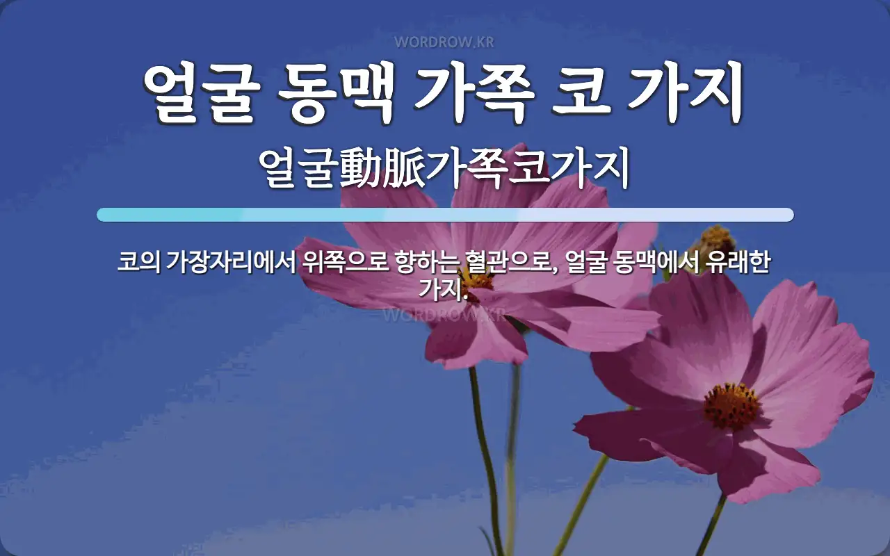 얼굴 동맥 가쪽 코 가지 뜻 코의 가장자리에서 위쪽으로 향하는 혈관으로 얼굴 동맥에서 유래한 가지