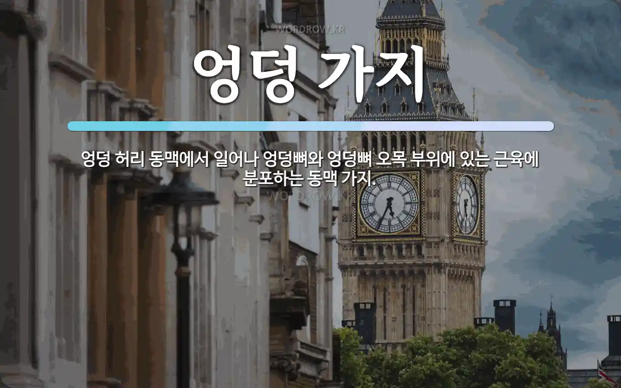 엉덩 가지 뜻 엉덩 허리 동맥에서 일어나 엉덩뼈와 엉덩뼈 오목 부위에 있는 근육에 분포하는 동맥 가지