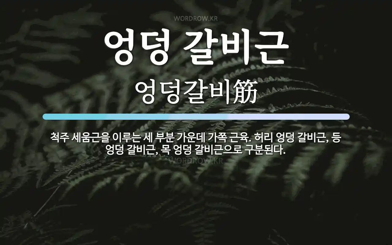 엉덩 갈비근 뜻 척주 세움근을 이루는 세 부분 가운데 가쪽 근육 허리 엉덩 갈비근 등 엉덩 갈비근 목
