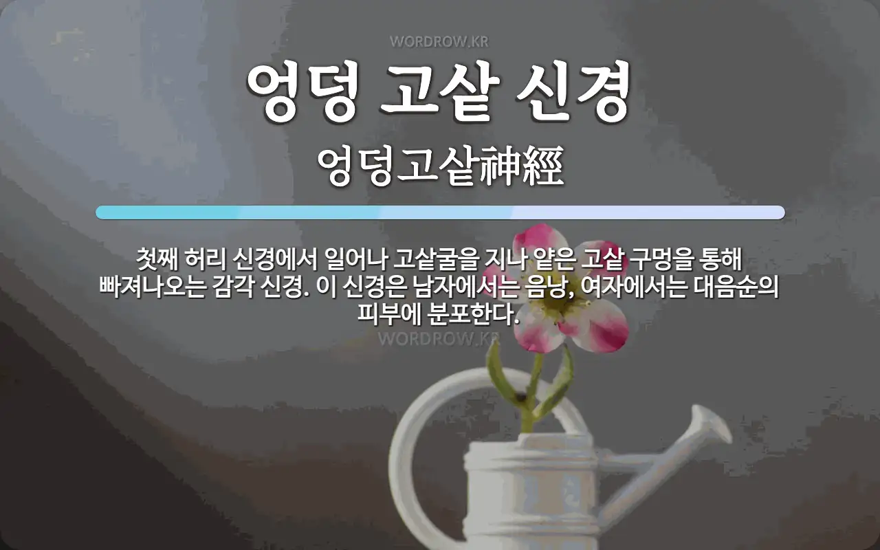 엉덩 고샅 신경 뜻 첫째 허리 신경에서 일어나 고샅굴을 지나 얕은 고샅 구멍을 통해 빠져나오는 감각 신경 이