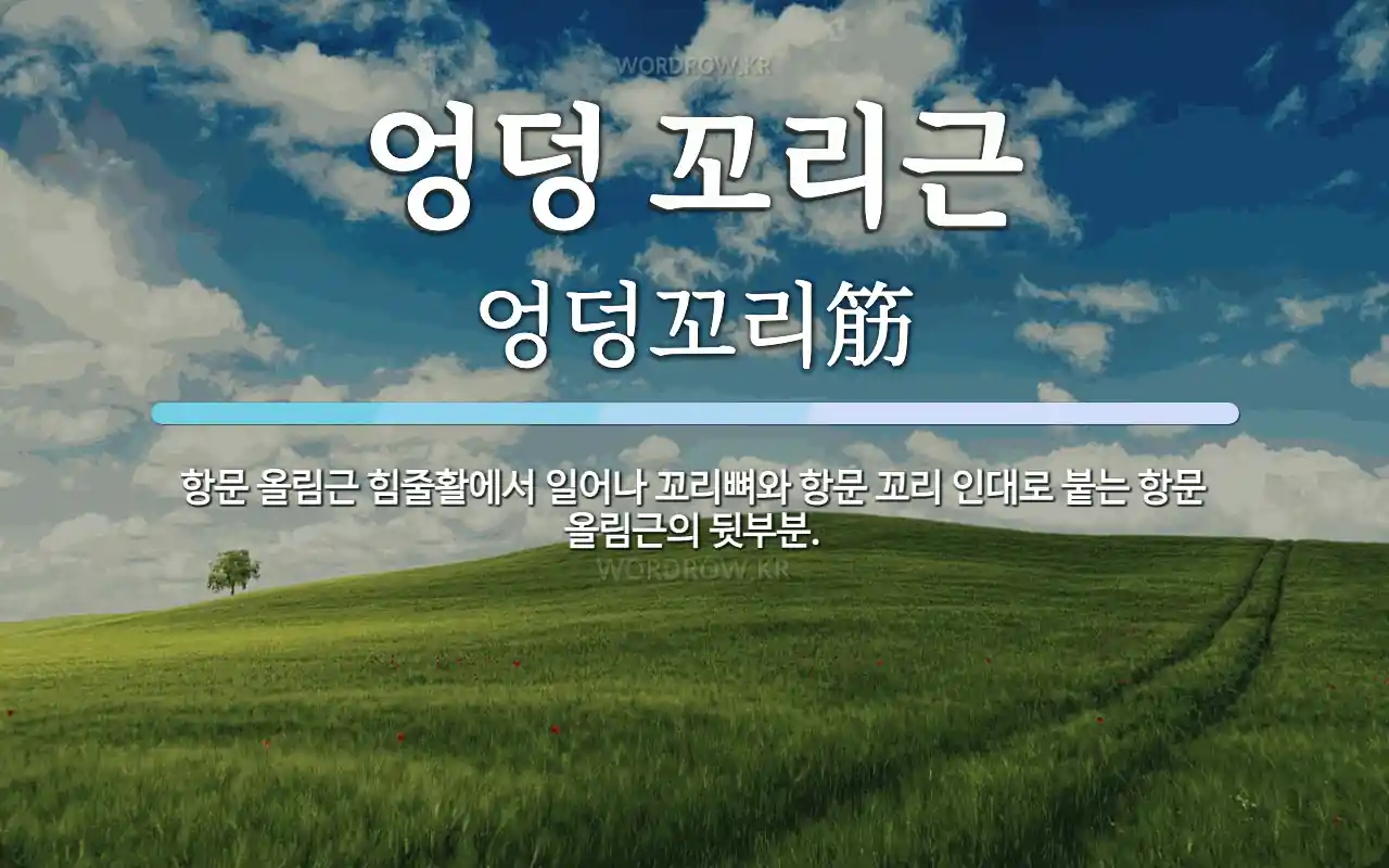 엉덩 꼬리근 뜻 항문 올림근 힘줄활에서 일어나 꼬리뼈와 항문 꼬리 인대로 붙는 항문 올림근의 뒷부분