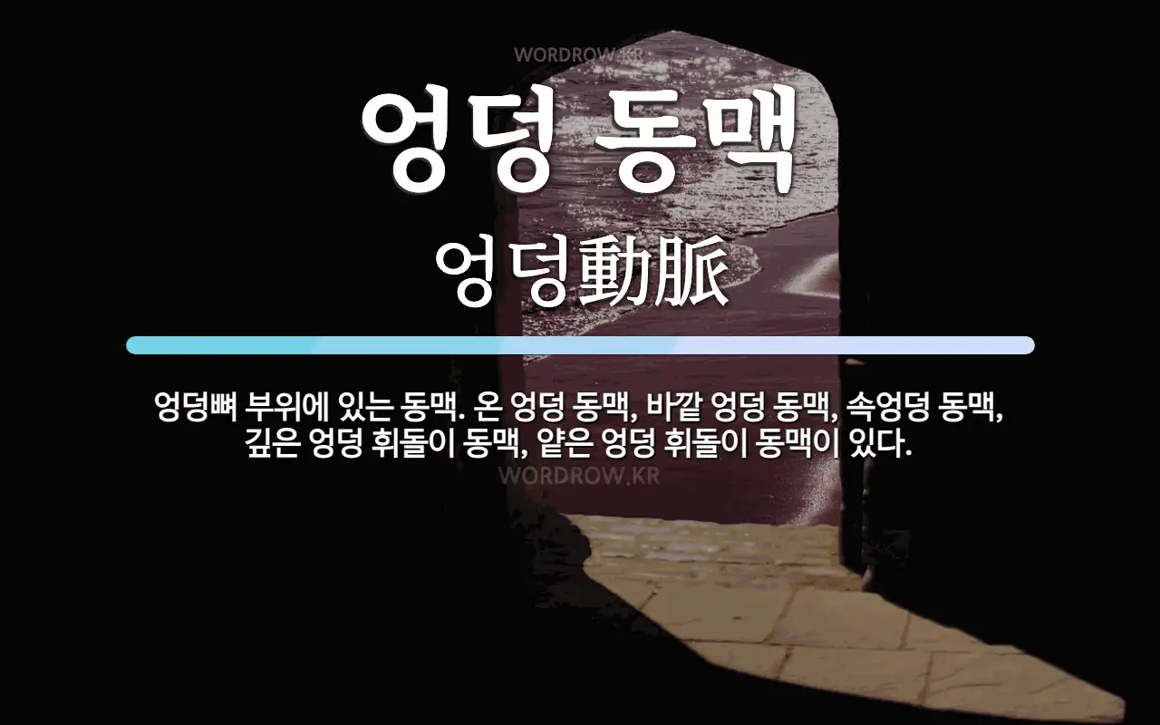 엉덩 동맥 뜻 엉덩뼈 부위에 있는 동맥 온 엉덩 동맥 바깥 엉덩 동맥 속엉덩 동맥 깊은 엉덩 휘돌