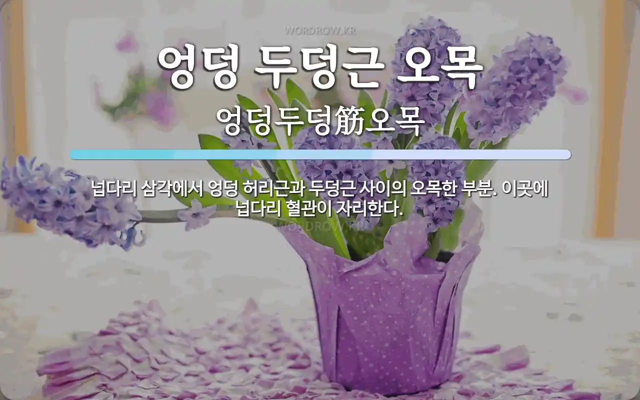 엉덩 두덩근 오목 뜻 넙다리 삼각에서 엉덩 허리근과 두덩근 사이의 오목한 부분 이곳에 넙다리 혈관이 자리한다