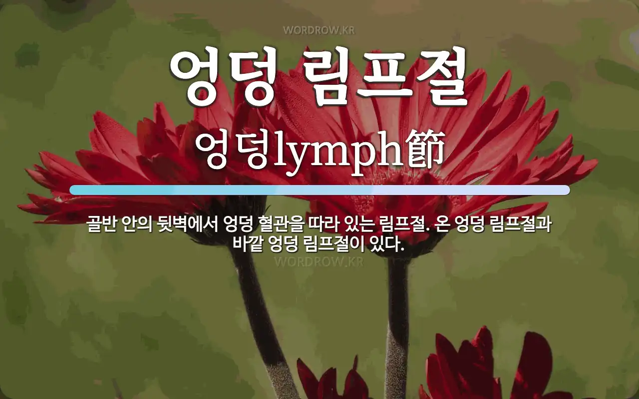 엉덩 림프절 뜻 골반 안의 뒷벽에서 엉덩 혈관을 따라 있는 림프절 온 엉덩 림프절과 바깥 엉덩 림프절이