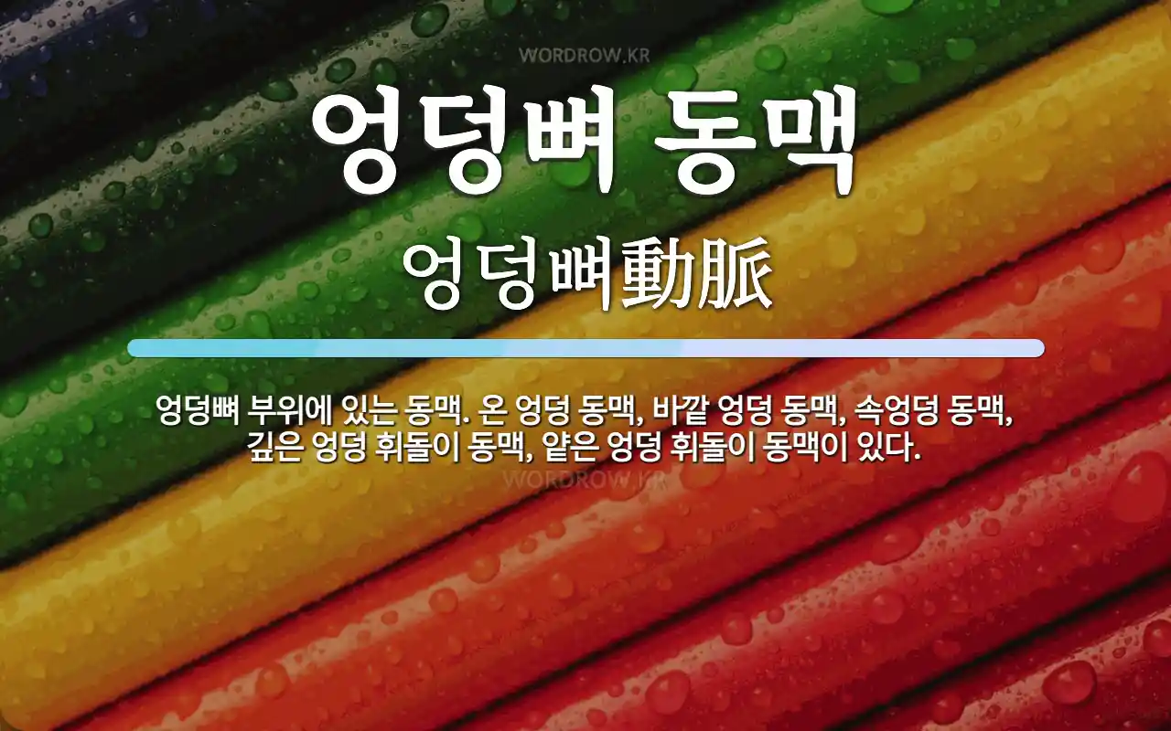엉덩뼈 동맥 뜻 엉덩뼈 부위에 있는 동맥 온 엉덩 동맥 바깥 엉덩 동맥 속엉덩 동맥 깊은 엉덩 휘돌