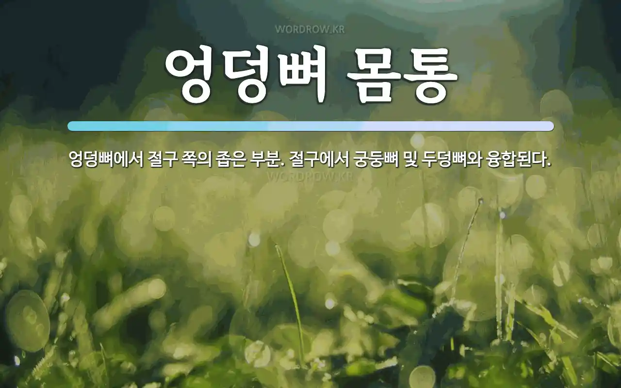 엉덩뼈 몸통 뜻 엉덩뼈에서 절구 쪽의 좁은 부분 절구에서 궁둥뼈 및 두덩뼈와 융합된다