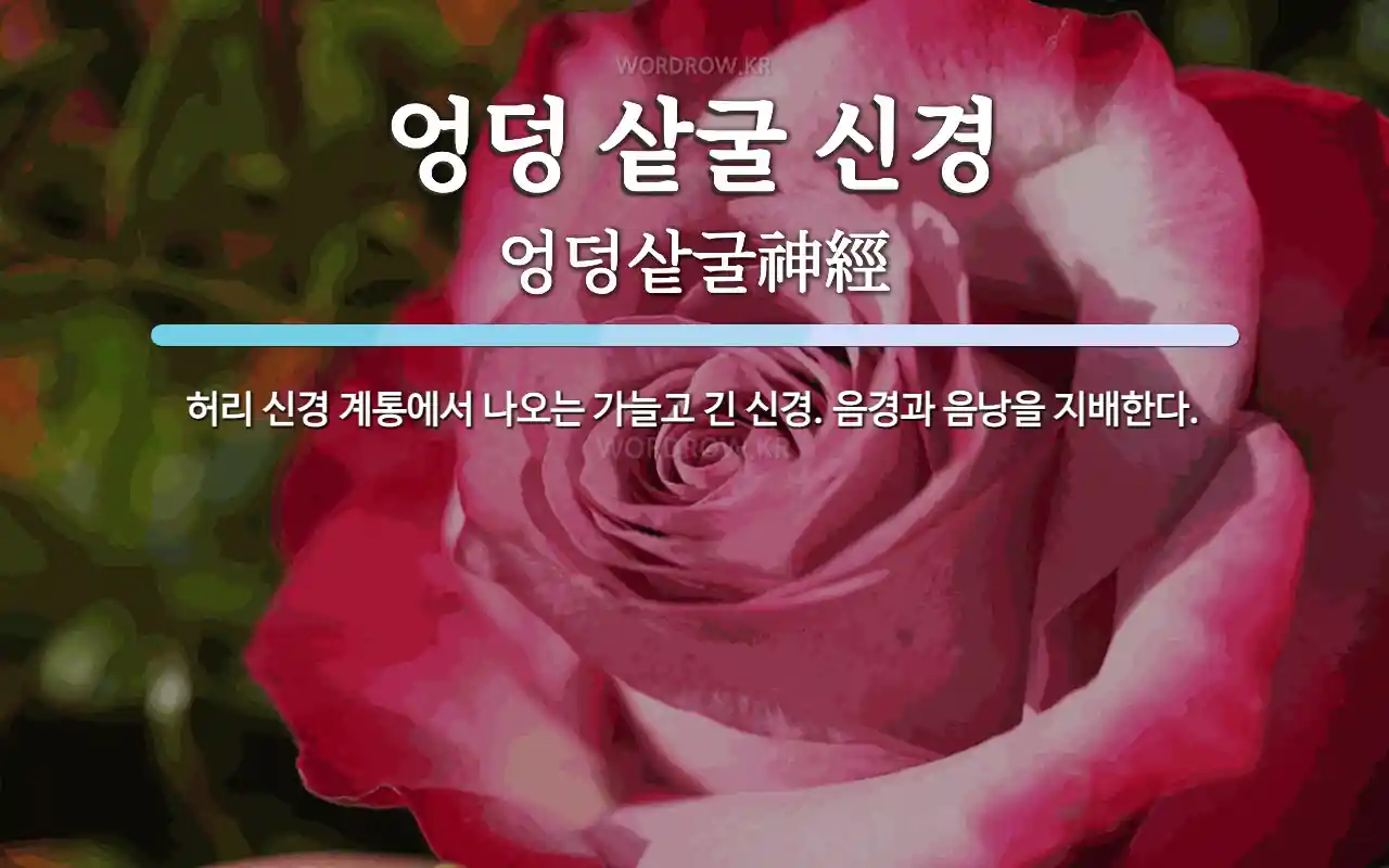 엉덩 샅굴 신경 뜻 허리 신경 계통에서 나오는 가늘고 긴 신경 음경과 음낭을 지배한다