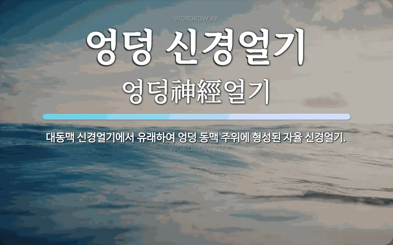 엉덩 신경얼기 뜻 대동맥 신경얼기에서 유래하여 엉덩 동맥 주위에 형성된 자율 신경얼기