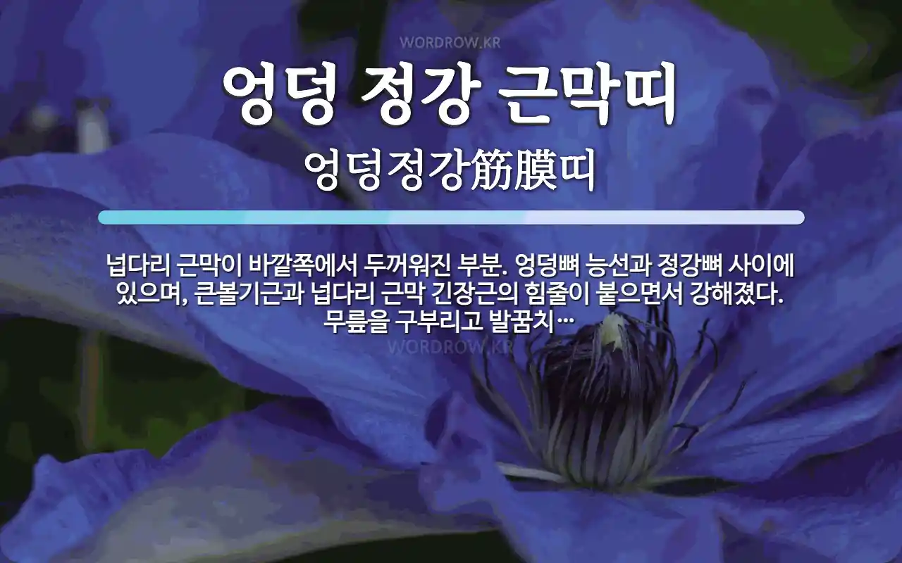 엉덩 정강 근막띠 뜻 넙다리 근막이 바깥쪽에서 두꺼워진 부분 엉덩뼈 능선과 정강뼈 사이에 있으며 큰볼기근과