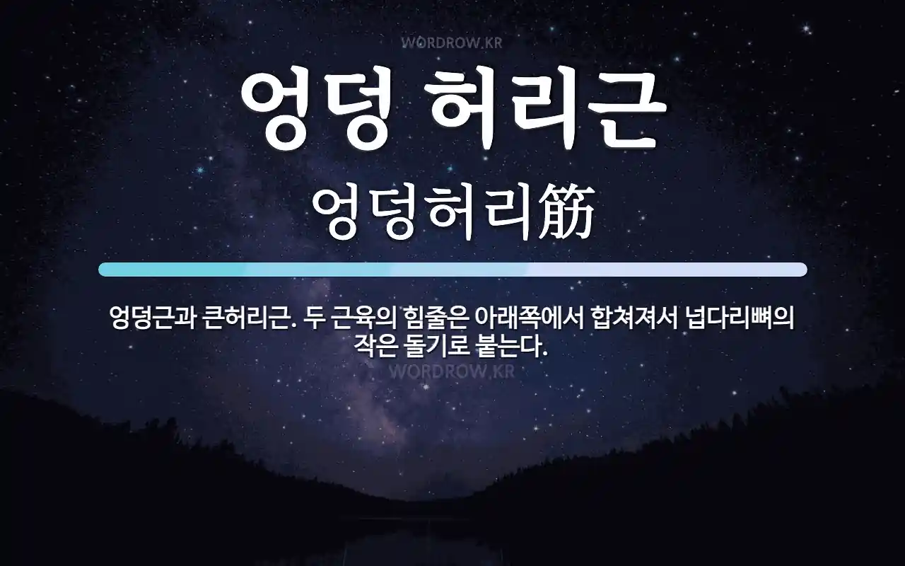 엉덩 허리근 뜻 엉덩근과 큰허리근 두 근육의 힘줄은 아래쪽에서 합쳐져서 넙다리뼈의 작은 돌기로 붙는다